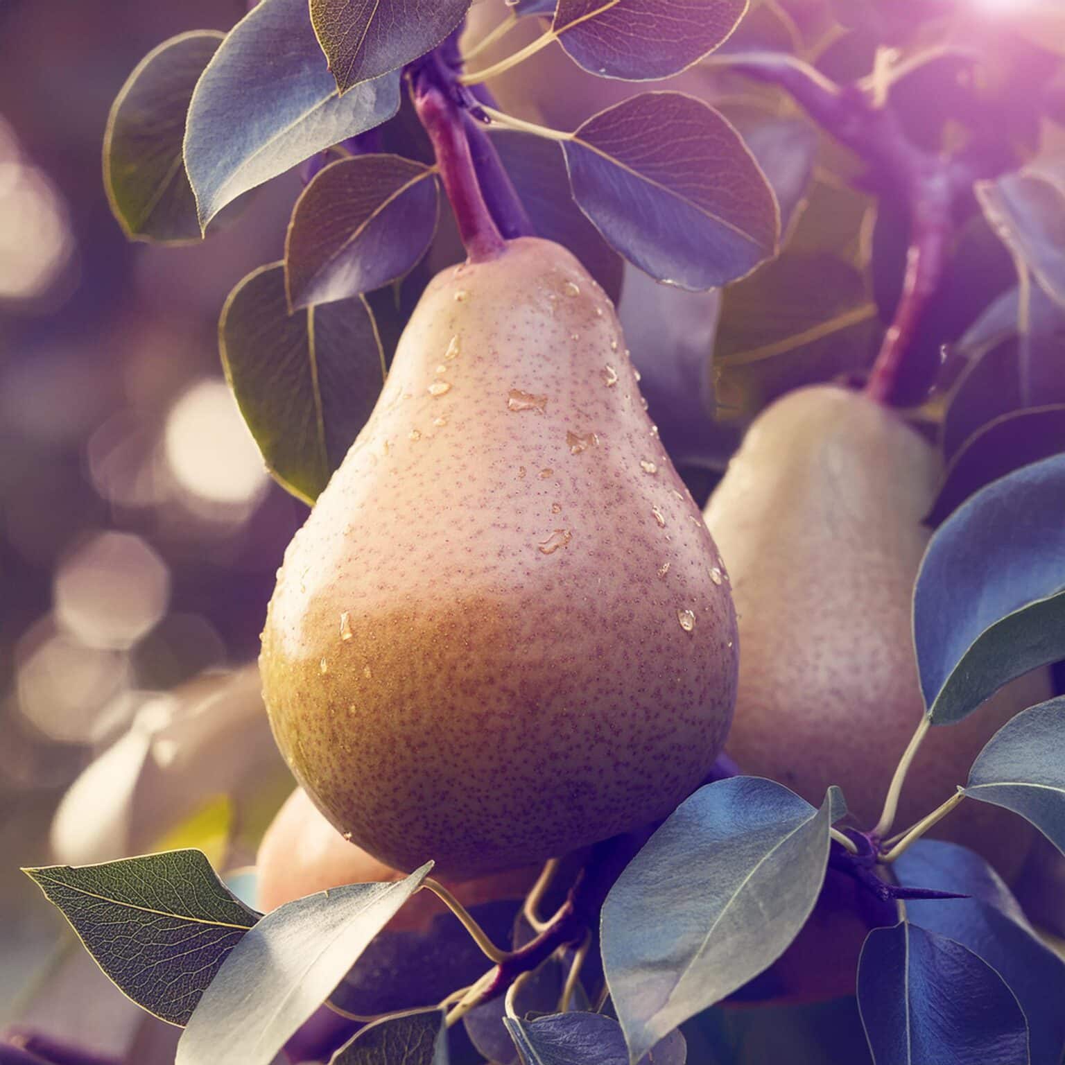 Pear Growing Guide for New Zealand: Juicy Delights from Your Garden! 🍐🌿 ...