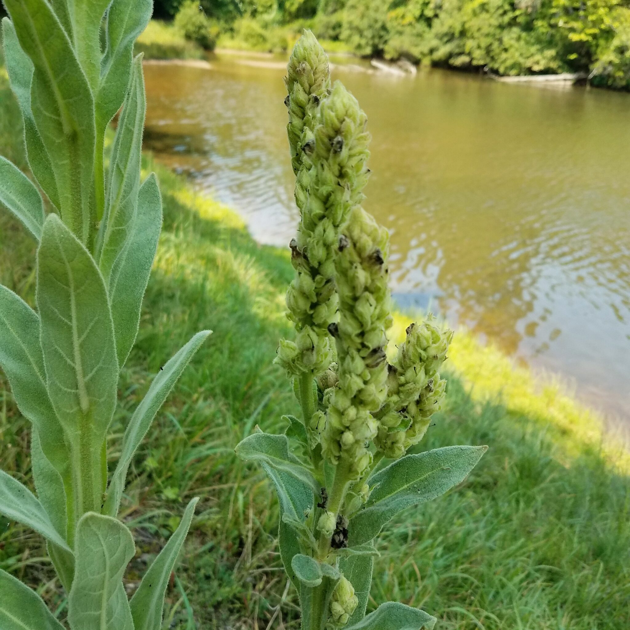 The Fluffy Foe: Battling Woolly Mullein – Verbascum thapsus in New ...