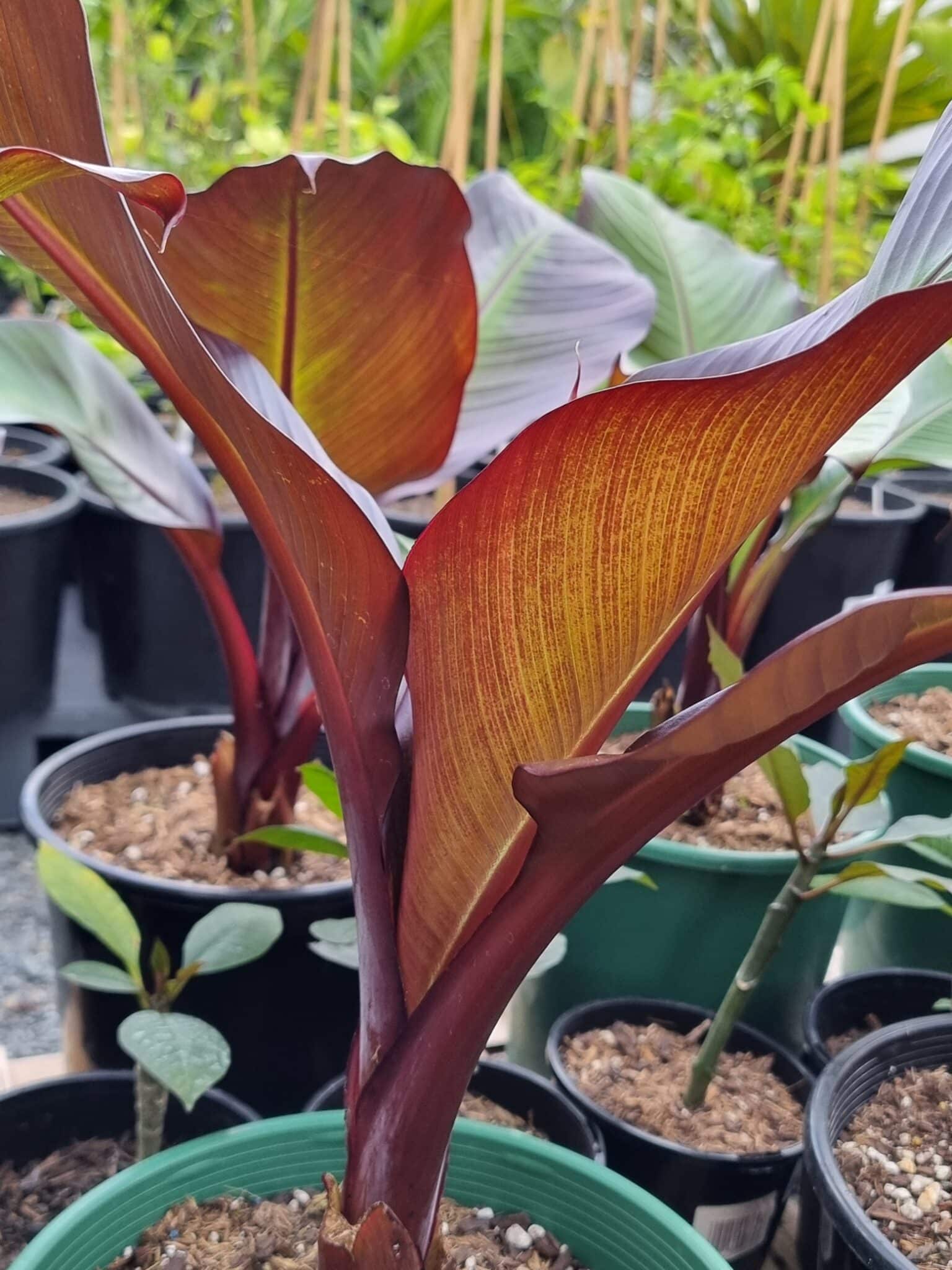 Abyssinian Red banana – Ensete ventricosum ‘Maurelii’ – Troppo – Plants ...