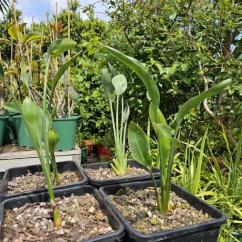 RARE Strelitzia parvifolia var. juncea – Reed or Leafless Bird of ...