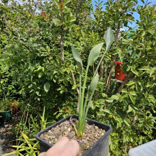 RARE Strelitzia parvifolia var. juncea – Reed or Leafless Bird of ...