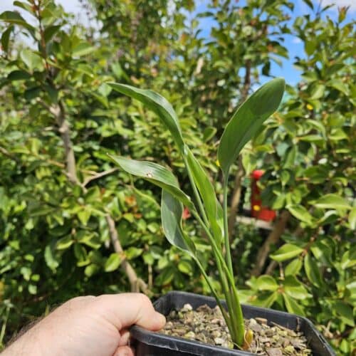 RARE Strelitzia parvifolia var. juncea – Reed or Leafless Bird of ...