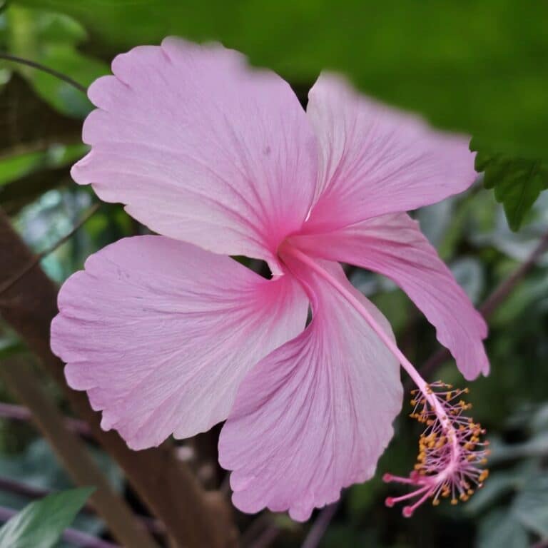 The Art of Hibiscus Grafting: A Guide to Creating Unique and Resilient ...