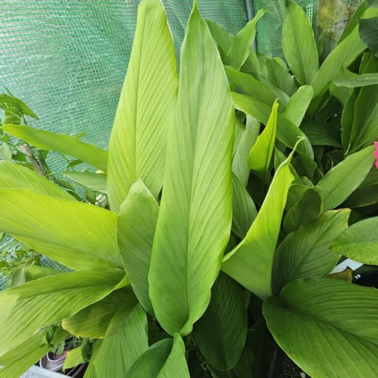 Blueberry Growing Guide for New Zealand: Sweet Berries, Happy Plants! 🌿 ...