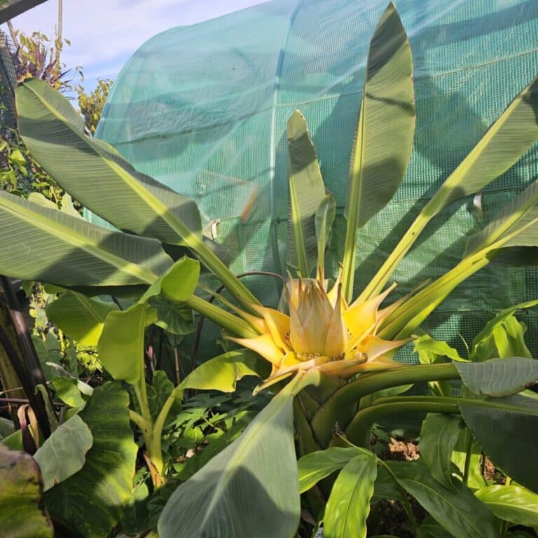 Blueberry Growing Guide for New Zealand: Sweet Berries, Happy Plants! 🌿 ...