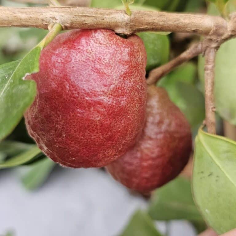 Blueberry Growing Guide for New Zealand: Sweet Berries, Happy Plants! 🌿 ...