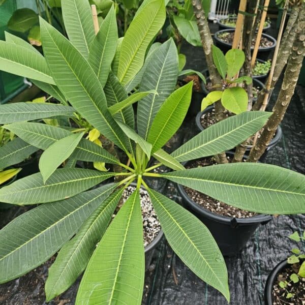 Blueberry Growing Guide for New Zealand: Sweet Berries, Happy Plants! 🌿 ...