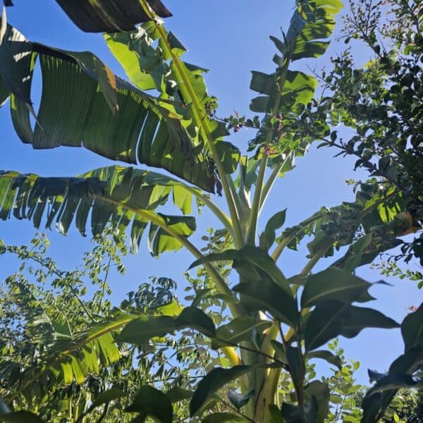 Blueberry Growing Guide for New Zealand: Sweet Berries, Happy Plants! 🌿 ...