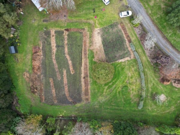 Blueberry Growing Guide for New Zealand: Sweet Berries, Happy Plants! 🌿 ...